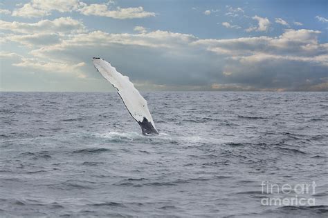 Humpback Whale Fin Slapping Photograph by Nick Jene - Pixels