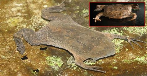 သင့်မှာ အပေါက်‌တွေကို ကြောက်တဲ့ရောဂါရှိရင် မကြည့်သင့်တဲ့ ဖားပြုပ်မ