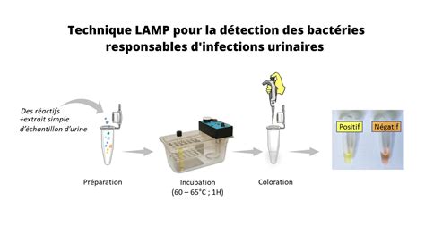 La Technique Lamp Pour Un Diagnostic Simple Et Rapide Des Bactéries Responsables Dinfections
