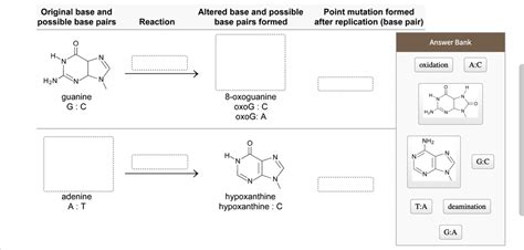 SOLVED Original Base And Possible Base Pairs Altered Base And Possible Point Mutation Formed