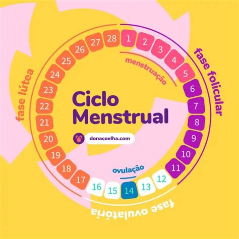 Conheça As Fases Do Ciclo Menstrual Com A Dona Coelha