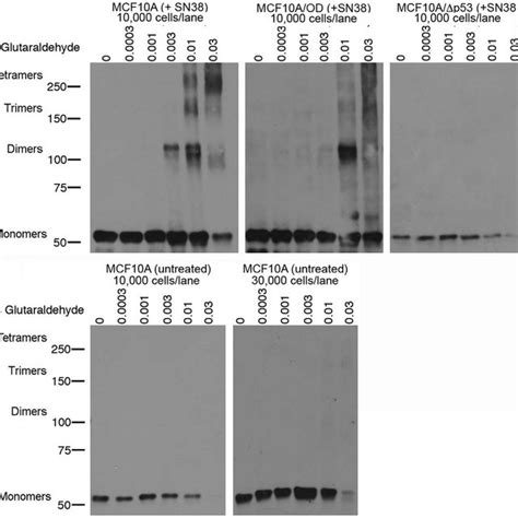The Consensus Sequence Of The Standard P53 Response Element Consists Of Download Scientific
