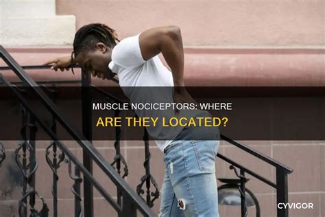 Muscle Nociceptors Where Are They Located Cyvigor