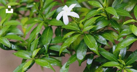 흰 꽃이있는 식물의 클로즈업 사진 Unsplash의 무료 녹색 이미지