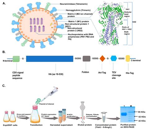 Construct Design And Protein Production Scheme In Mammalian Cells A Download Scientific