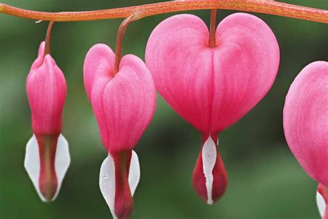 Bleeding Heart Flower 