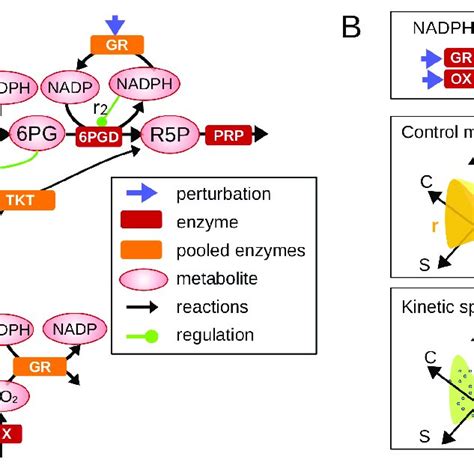 Control Analysis Of Metabolic Regulation Involved In Nadph Homeostasis