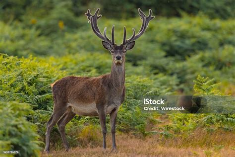 벨벳 뿔이있는 수컷 붉은 사슴이 초원에 서서 카메라를보고 Velvet Antlers에 대한 스톡 사진 및 기타 이미지 Velvet Antlers 갈색 녹색 Istock