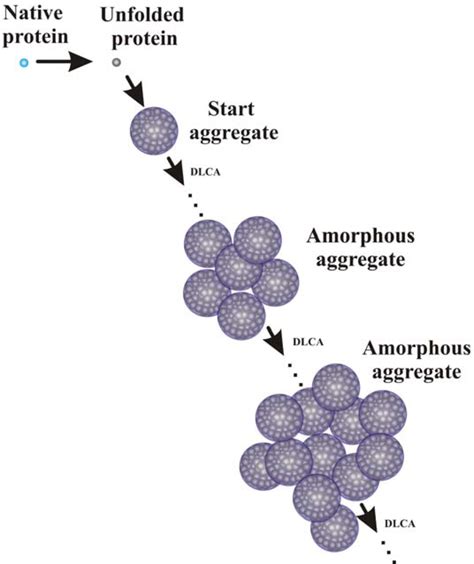 Protein Aggregation Effects At Lucinda Pell Blog