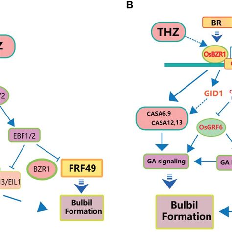 Three Kinds Of Typical Bulbil Plants Typical Bulbil Position And