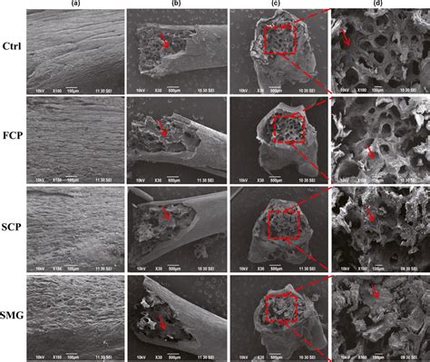 Effects Of Fcp Scp And Smg On Bone Strengthening Detected By Scan Download Scientific Diagram