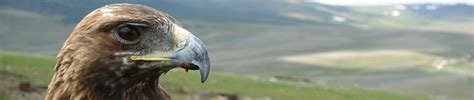Bird Identification Kaggle