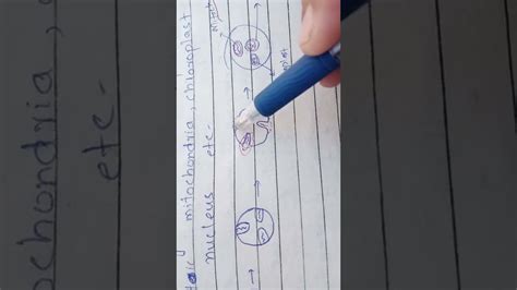 Membrane Infolding Hypothesis Youtube
