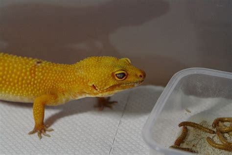 [레게] 블러드 썬글로우 블썬 과 영양제에 관해 레오파드 게코 소니 R1 네이버 블로그