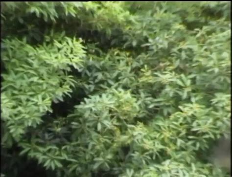 Connie Peterson Porn Videos Porn Star Sex Scenes Xhamster