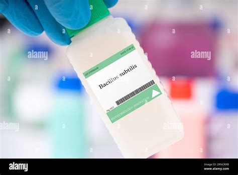 Bacillus Subtilis Bacteria A Spore Forming Bacteria Used In The