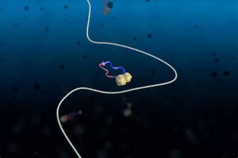 Scientists In Germany And The Netherlands Have Now Observed An Isolated Condensin Protein