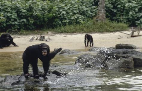 Fleisch Gegen Sex B Z Die Stimme Berlins