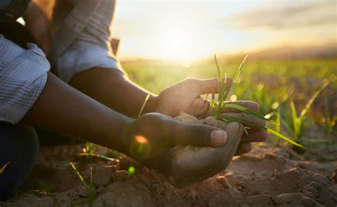 Crop Nutrition Monitoring Ensure Soil Supports Growth