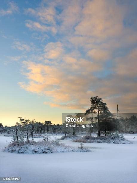 눈으로 덮인 나무와 따뜻한 푸른 하늘이있는 겨울의 얼어 붙은 습지 호수 0명에 대한 스톡 사진 및 기타 이미지 0명 겨울 관광 Istock