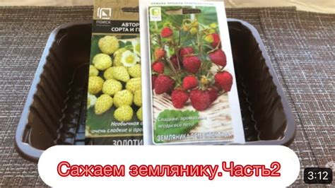 Земляника ремонтантная ЗОЛОТИНКА, РУЯНА. Сажаем землянику. Часть 2 ...