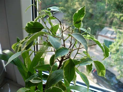 Вижте кои стайни растения са отровни Имени дни