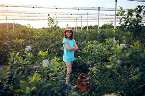 가족 농장 비즈니스 컨셉 여름 직업에 블루베리가 가득 찬 상자를 가진 어린 소녀와 어린 시절부터 책임을 지고 있습니다 건강한 생활방식에 대한 스톡 사진 및 기타 이미지