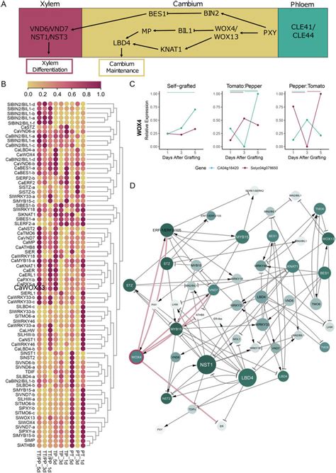 Genes Involved In Cambium Xylem Maintenance Are Disrupted In