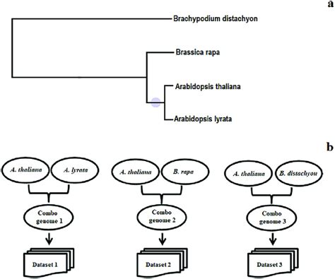 four plant species involved in the simulation a phylogenetic