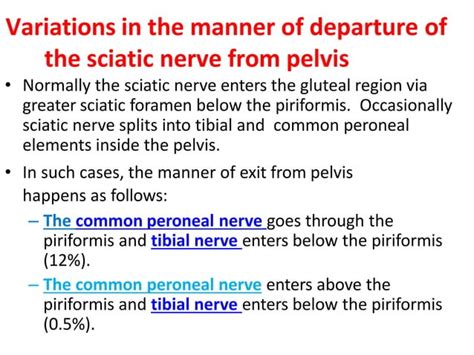 Sciatic Nerve Anatomy PPTX