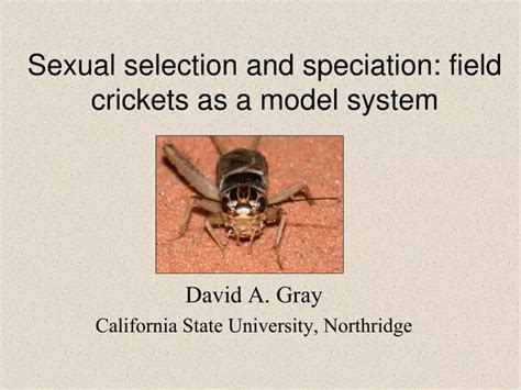 PPT Sexual Selection And Speciation Field Crickets As A Model System PowerPoint Presentation