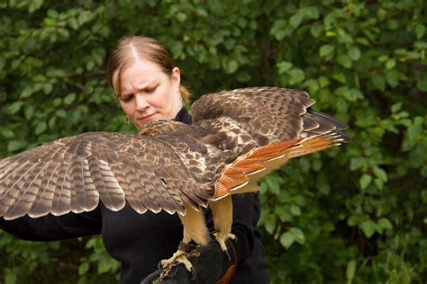 Sharp Shinned Hawk Nesting Habits