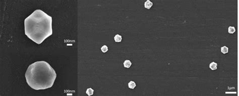 Representative Sem Micrographs Of As‐synthesized Pulse‐electrodeposited