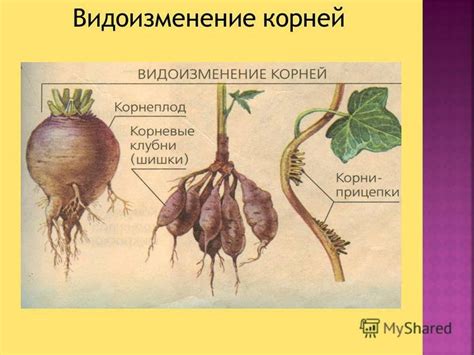 Корневые клубни рисунок (49 фото)