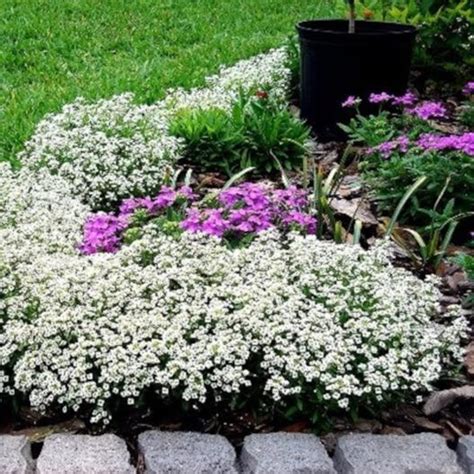 Usa Seller Sweet Alyssum Tiny Tim 150 Seeds Lobularia Maritima Etsy