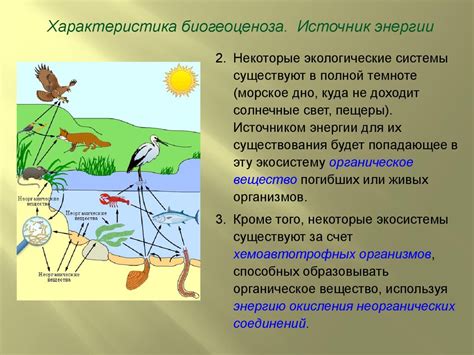 Сообщества. Экосистемы - презентация онлайн