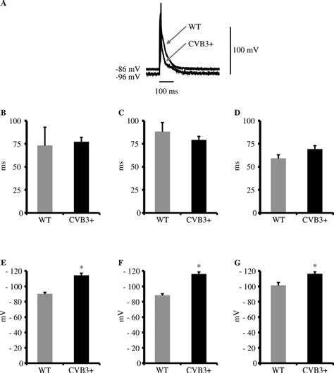 Action Potential Duration Apd 90 And Resting Membrane Potential In