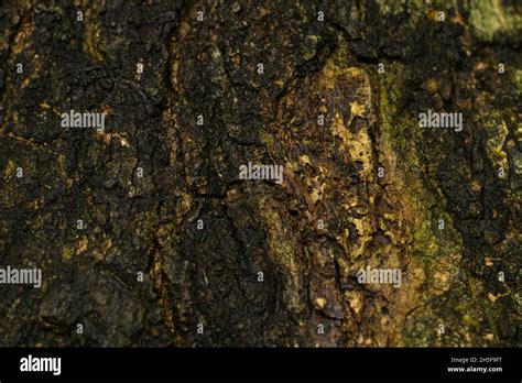 The Close Up Texture Of Tree Bark The Rough Surface Surface Of Natural Tree Bark Background And