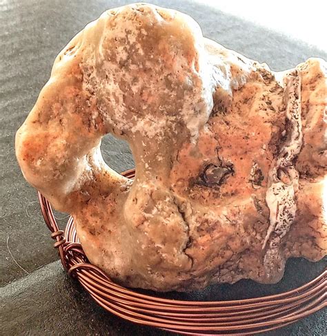 Fossilized Dinosaur Bone Prehistoric Jurassic Etsy