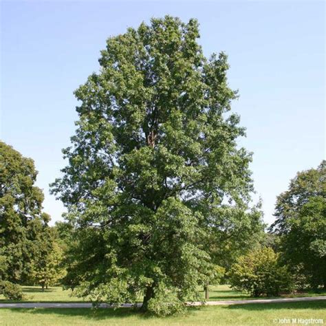 Quercus Palustris Pin Oak Maple Hill Nursery