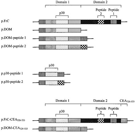 Schematic Diagram Indicating Dna Vaccine Design Vaccine Sequences Were