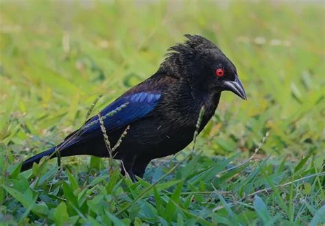 Black Birds In Florida 22 Species In Abundance Bird Guidance