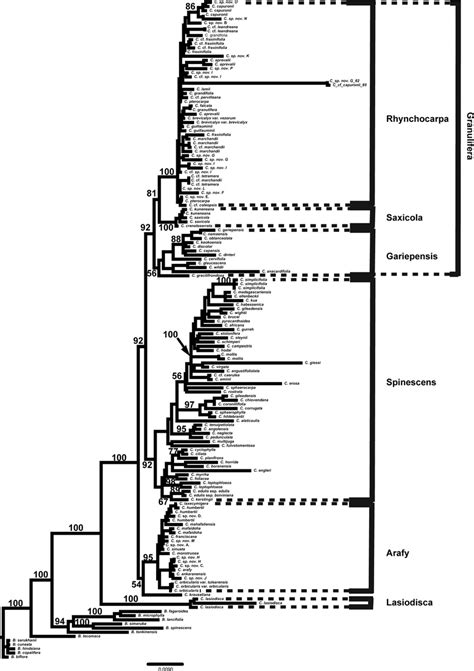 Maximum Likelihood Tree Resulting From Ten Step Batch Run Garli