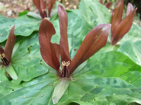 Trillium Identification Health Benefits Uses Invasive Concerns And