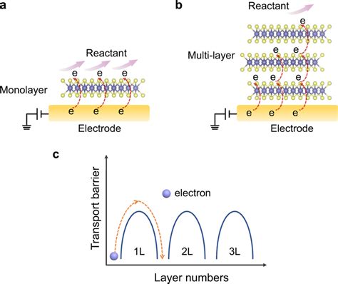 Types Of Electron Transfer At Norma Shanks Blog