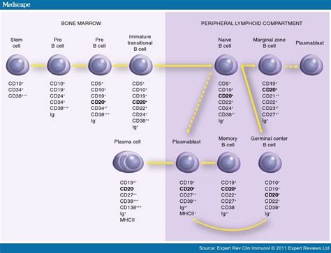 What Is A Cell Marker At Lynne Griffin Blog