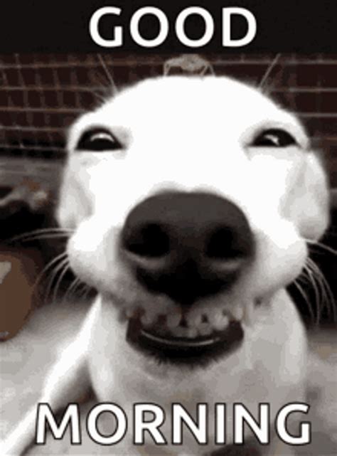 Funny Good Morning S