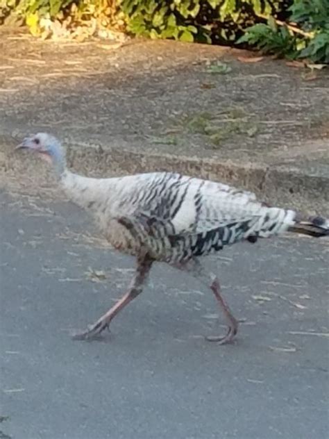 White Wild Turkey