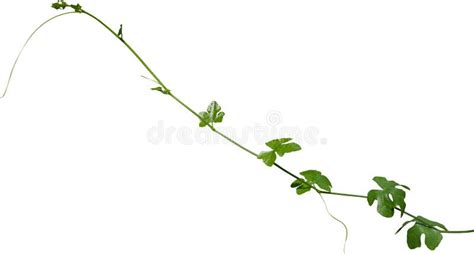 Vine Plant Branch Creeper Leaf Green Liana Tropical Nature Clipping