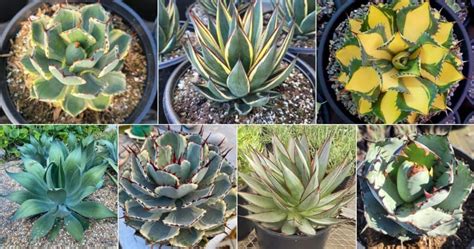 23 Agave Varieties To Adore Indoors And Outdoors Sublime Succulents